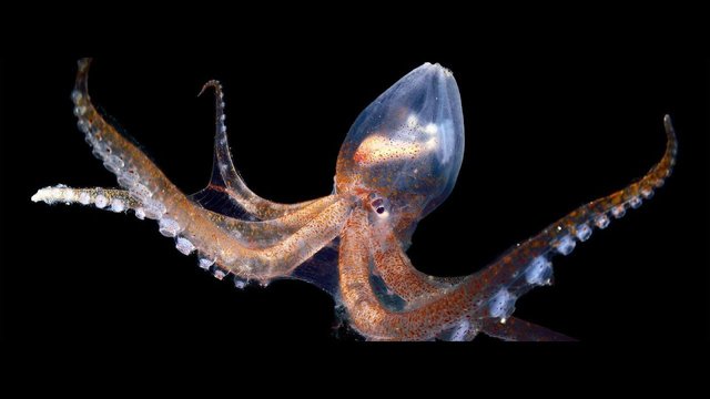 MCTW Podcast: Organism 46-B! | MONSTERS CONQUER THE WORLD